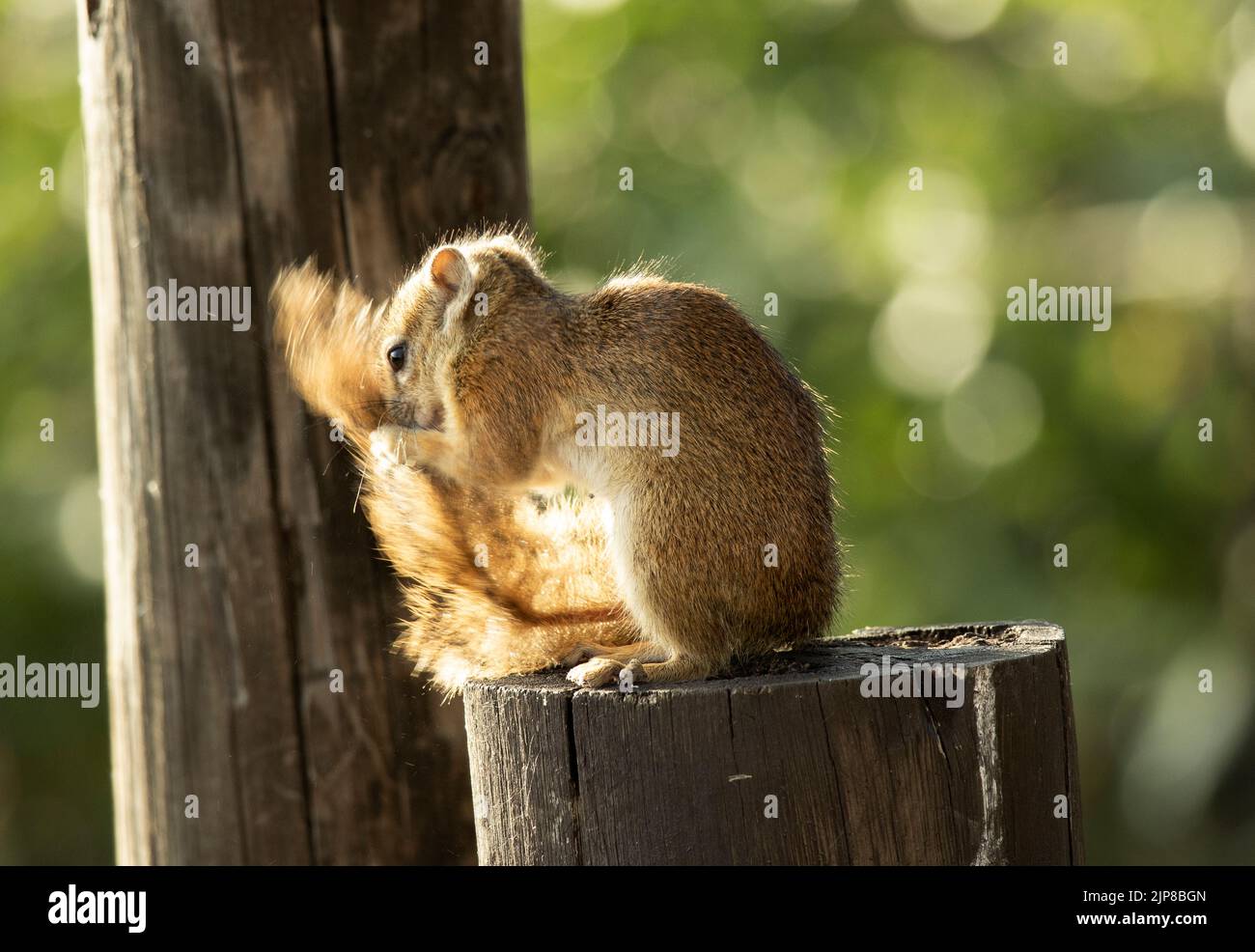 Lateral chamber hi-res stock photography and images - Alamy