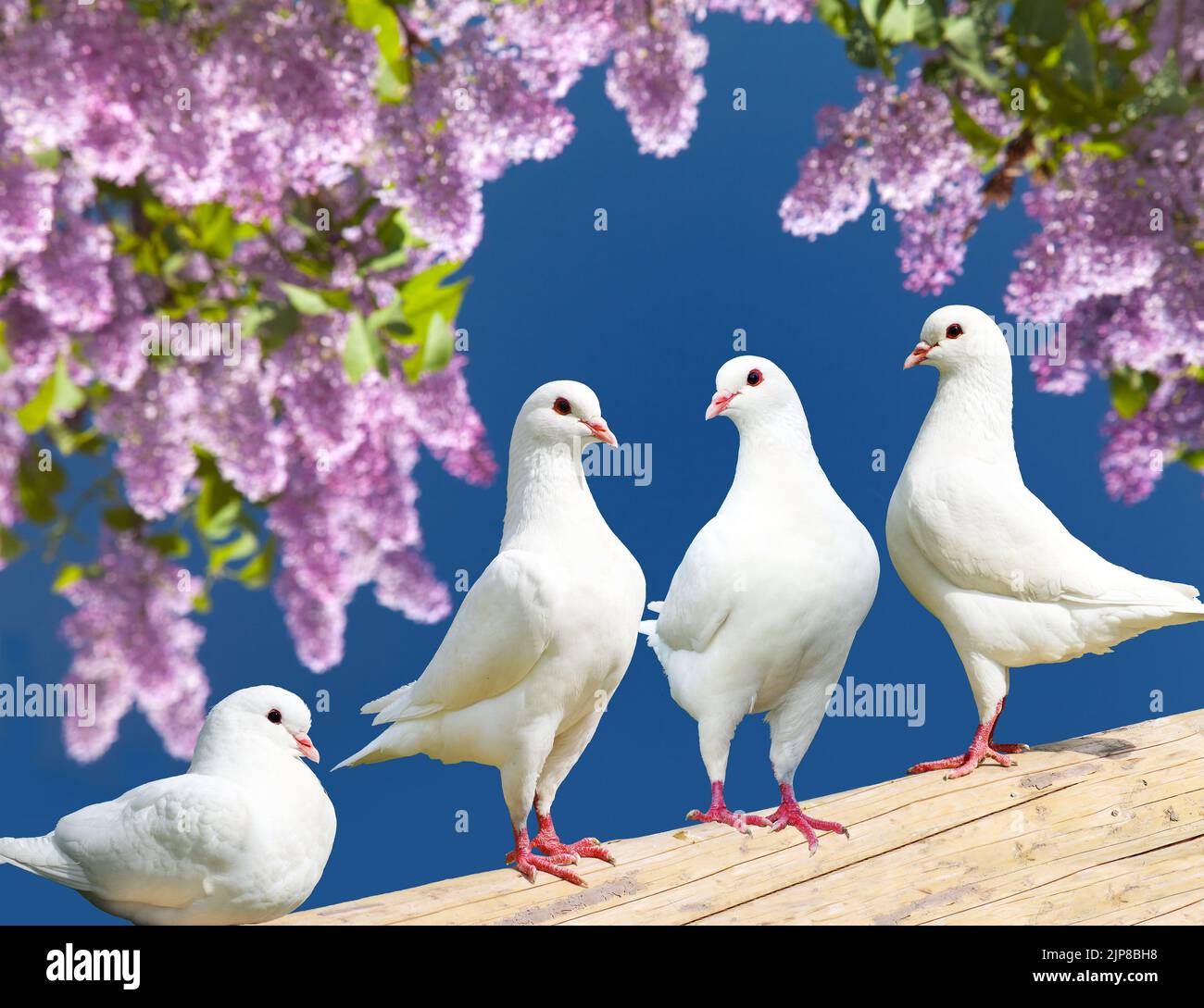 Beautiful view of four white pigeons on perch with flowering lilac tree ...