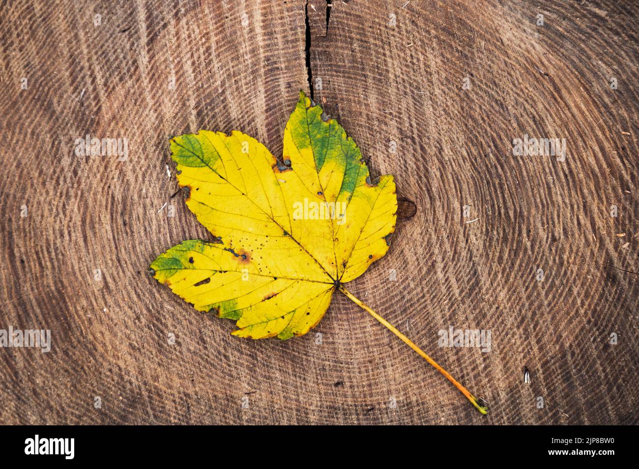 yellow green curved maple leaf on a tree stub Stock Photo - Alamy