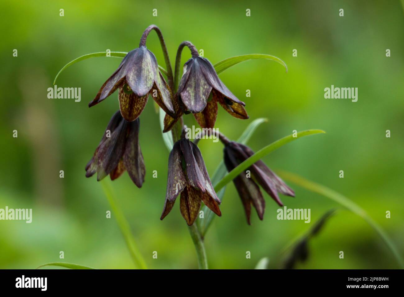Northern tundra flowers hi-res stock photography and images - Alamy