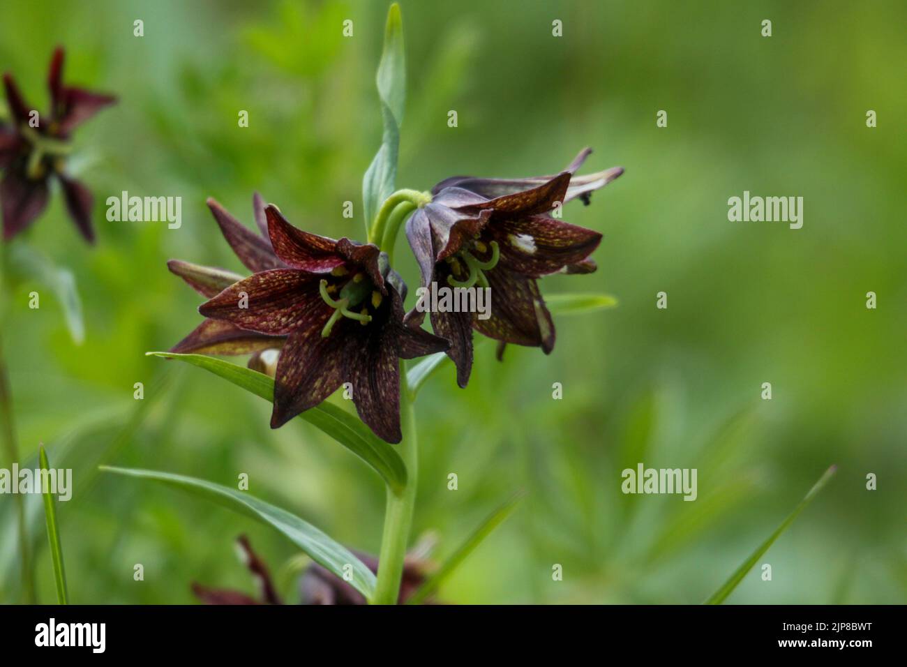 Northern tundra flowers hi-res stock photography and images - Alamy