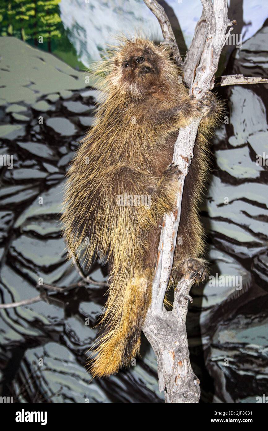 North American Porcupine (Erethizon dorsatum) Stuffed Animal at the ...