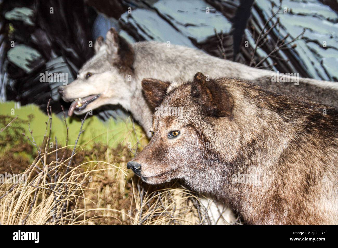 Gray Wolf Stuffed Animal at the Natural History Museum in Haines ...
