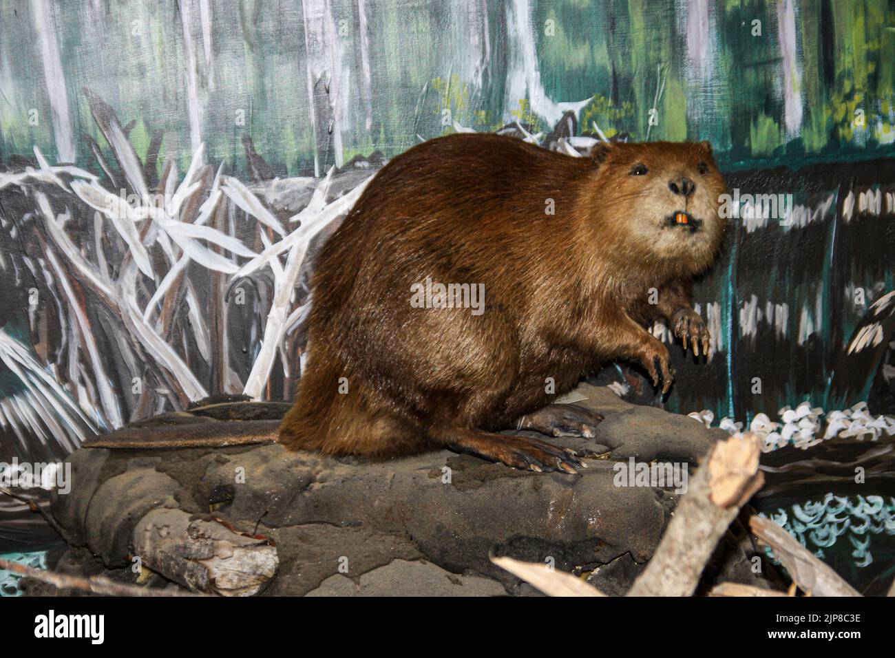 River Otter (Lotra canadenis) Stuffed Animal at the Natural History ...