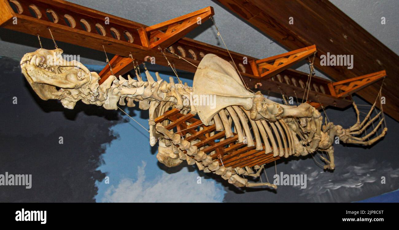 Skeleton at the Natural History Museum in Haines, Alaska Stock Photo ...