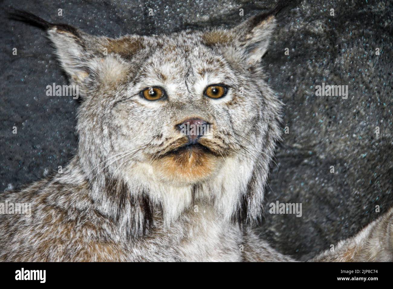Gray Wolf Stuffed Animal at the Natural History Museum in Haines ...