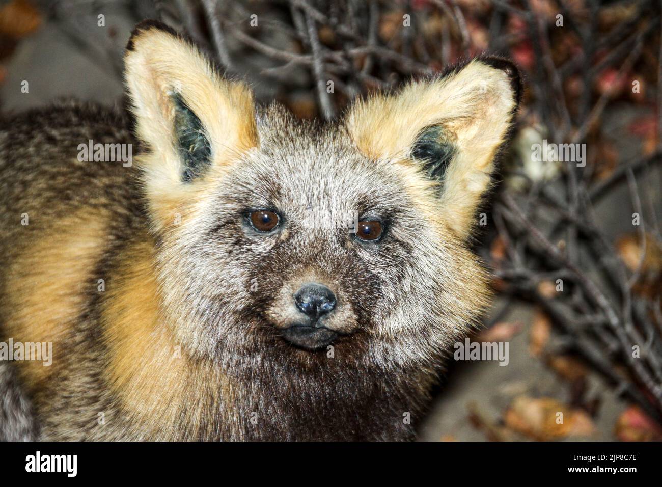 Mink (Neovison vison) Stuffed Animal at the Natural History Museum in ...