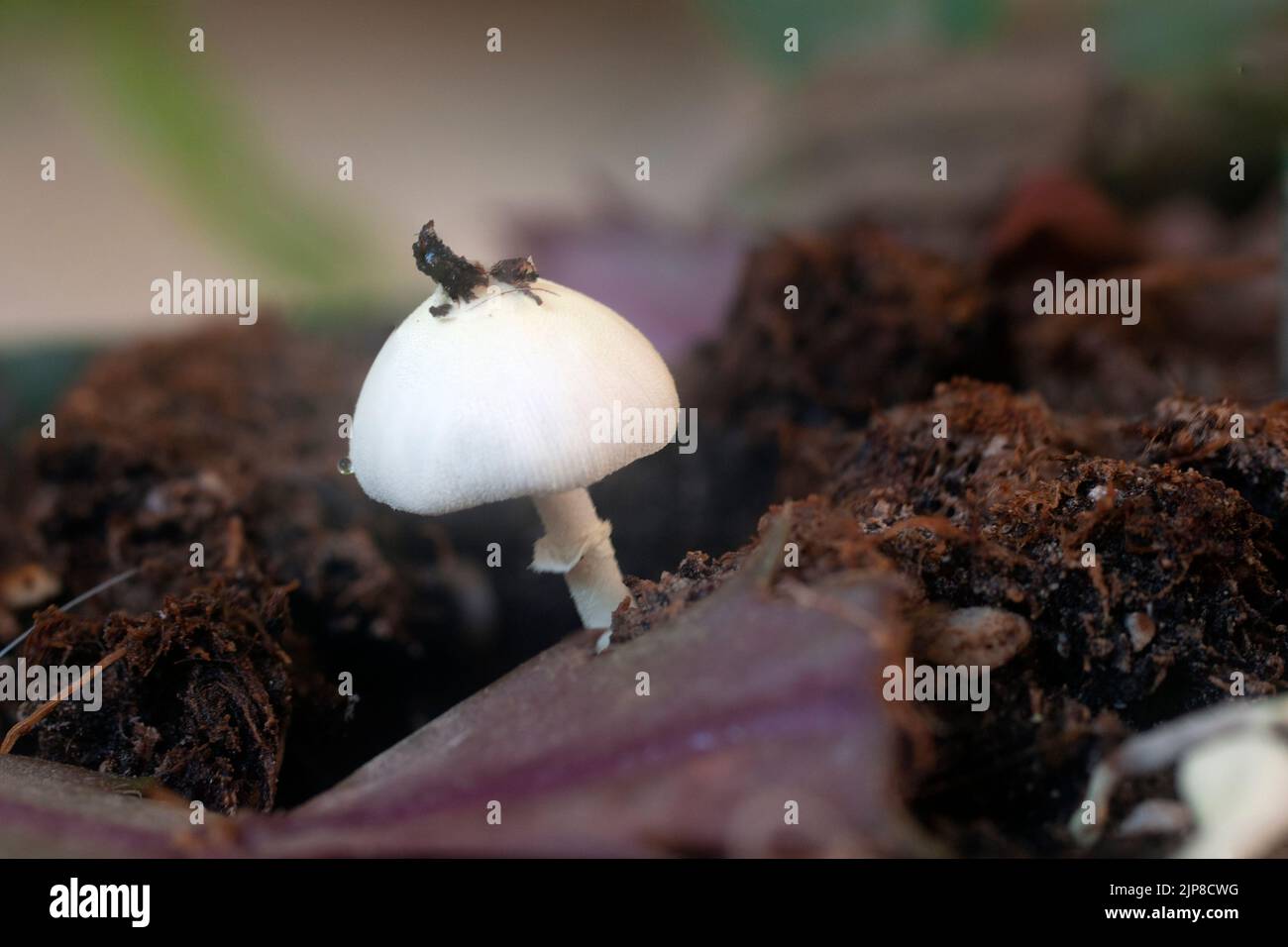 White Toadstool grows in a household pot plant of Schlumbergera [The ...