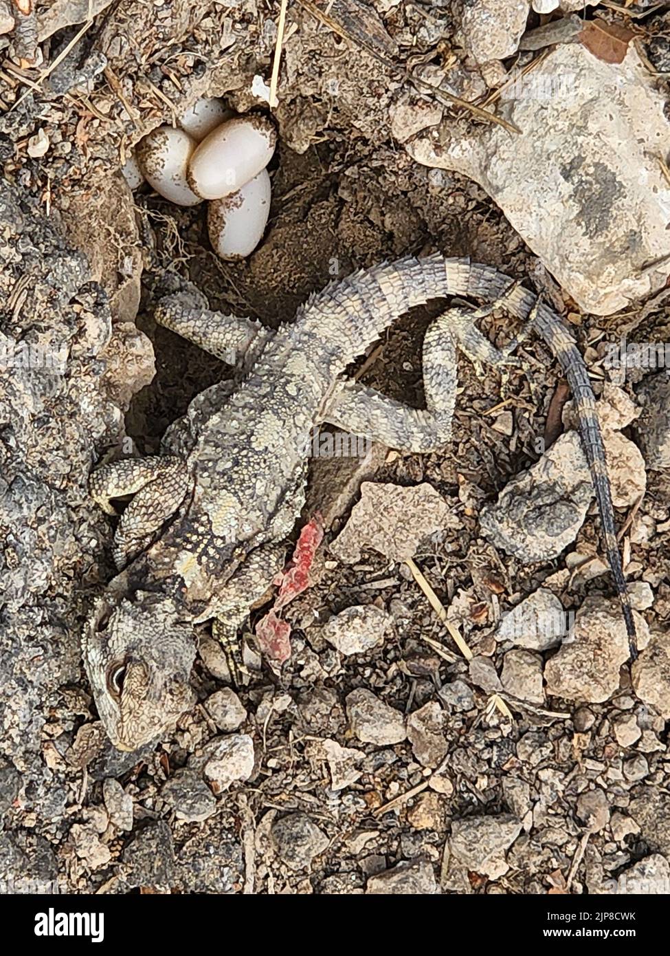 Female Stellagama laying eggs in a shallow nest. Stellagama (Stellagama stellio) AKA stellion ...