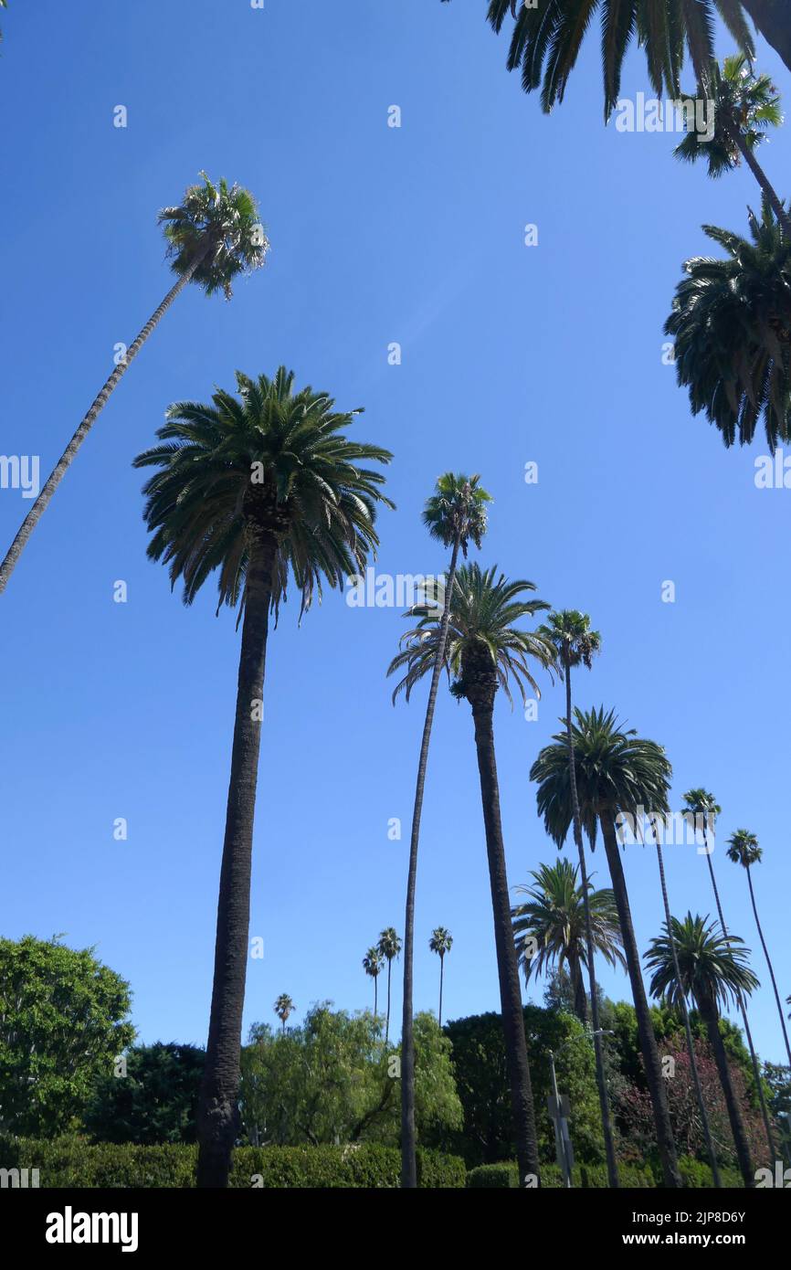 Beverly Hills, California, USA 15th August 2022 Palm Trees and Blue Sky ...