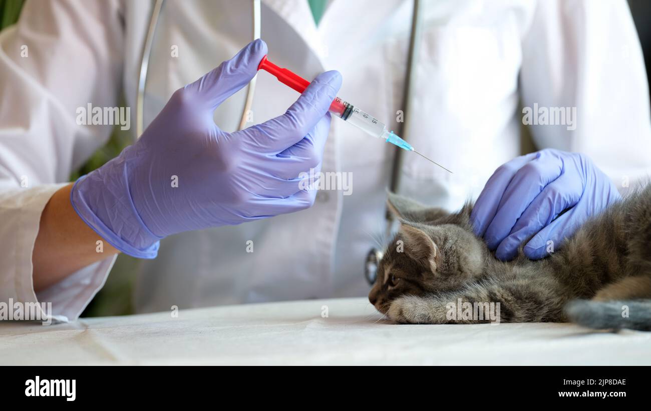 Female veterinarian making injection to gray kitten Stock Photo - Alamy