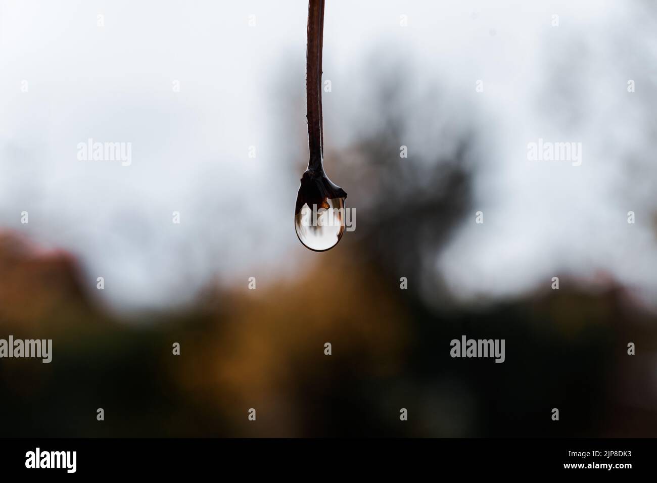 The close-up view of a water droplet hanging from the branch with a ...
