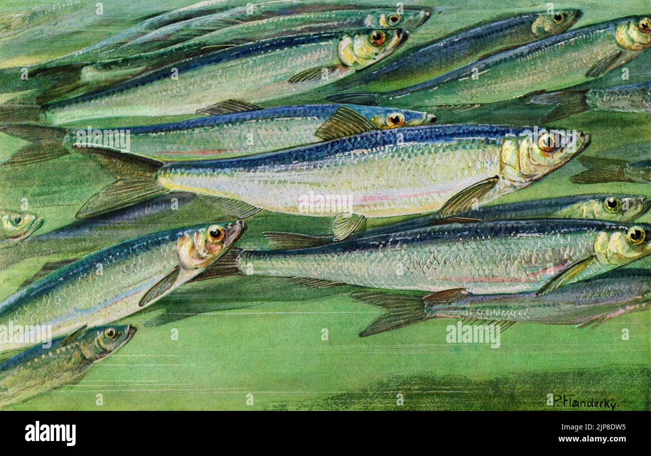 Herring (Clupea harengus and Clupea pallasi): a tight-packed school or ...