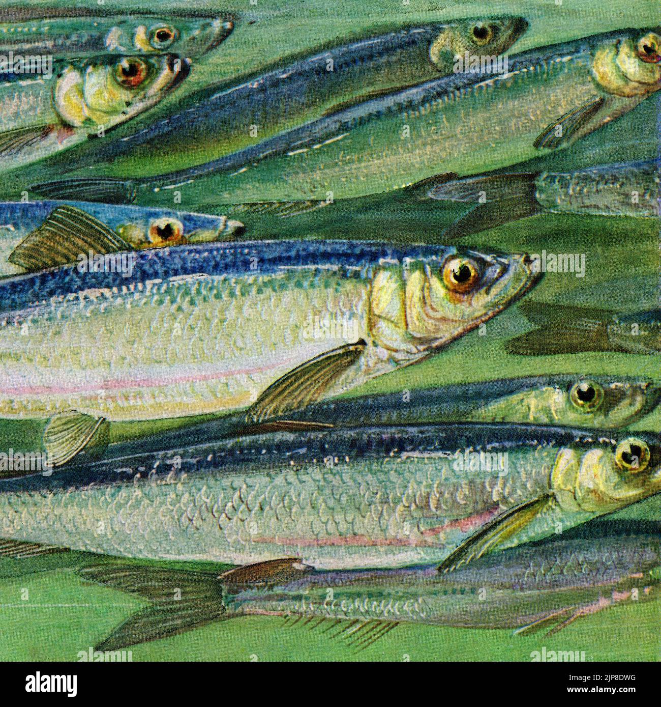 Atlantic herring school hi-res stock photography and images - Alamy