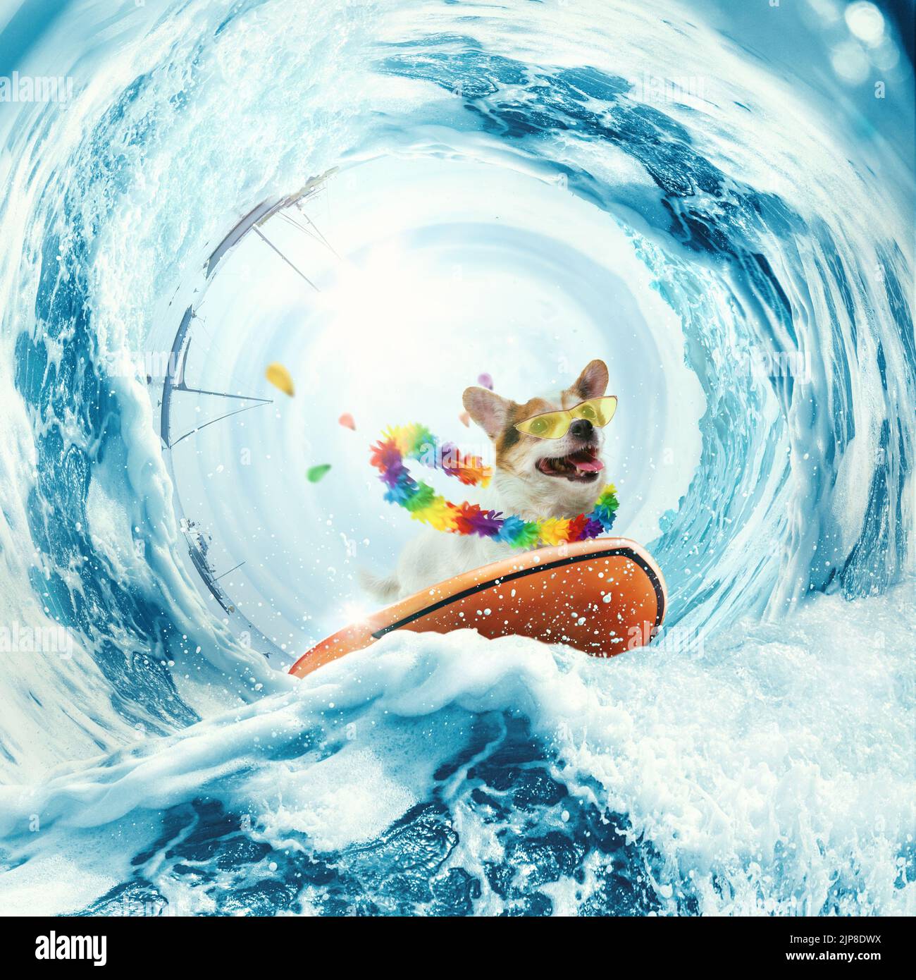 Creative art collage with funny Welsh corgi dog surfing on huge wave in ...