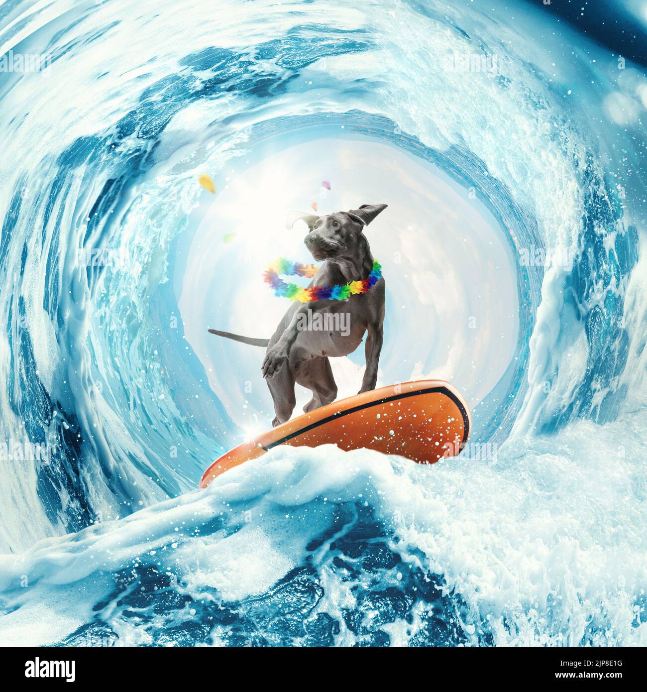 Weinerman hi-res stock photography and images - Alamy