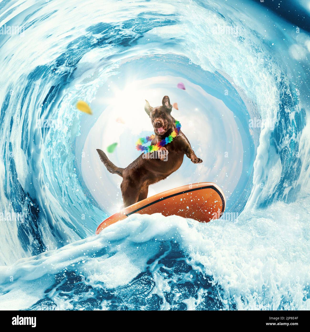 Dog ocean retro hi-res stock photography and images - Alamy