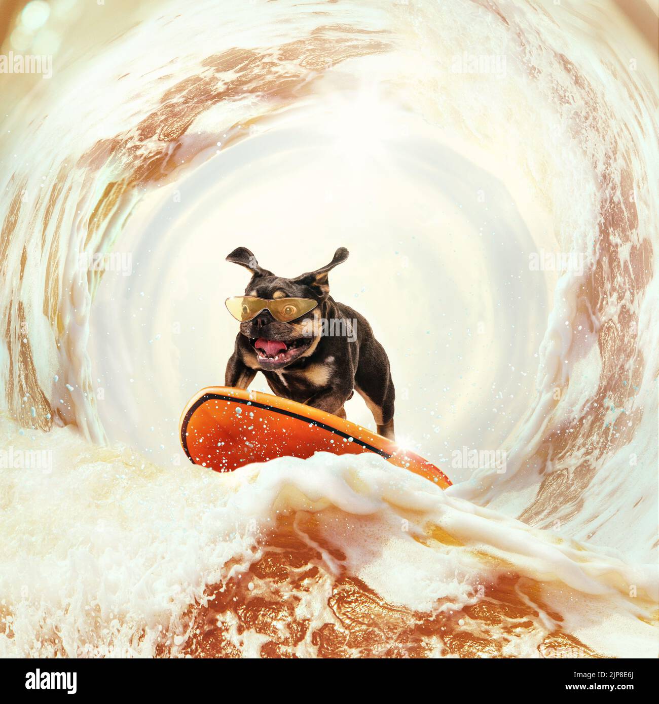 Funny bulldog dog surfing on huge wave of frothy beer on summer ...