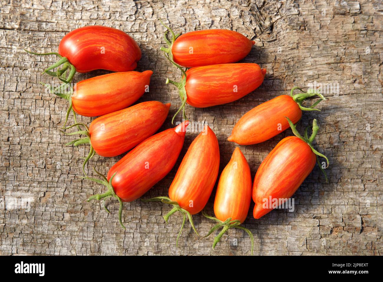 Vegetable garden tomatoes : variety : horned tomato Roman Striped Stock ...