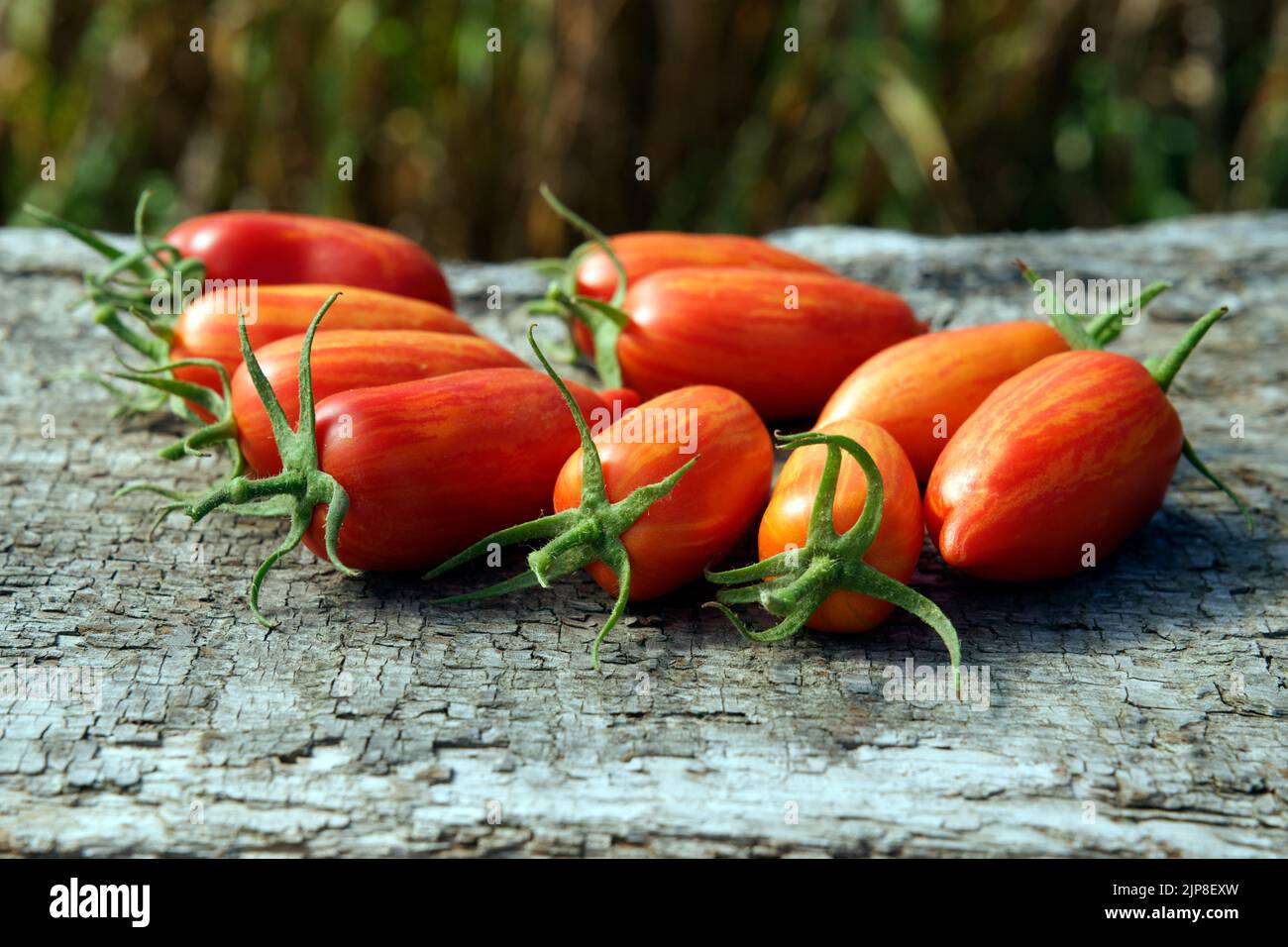Vegetable garden tomatoes, variety : horned tomato Roman Striped Stock ...