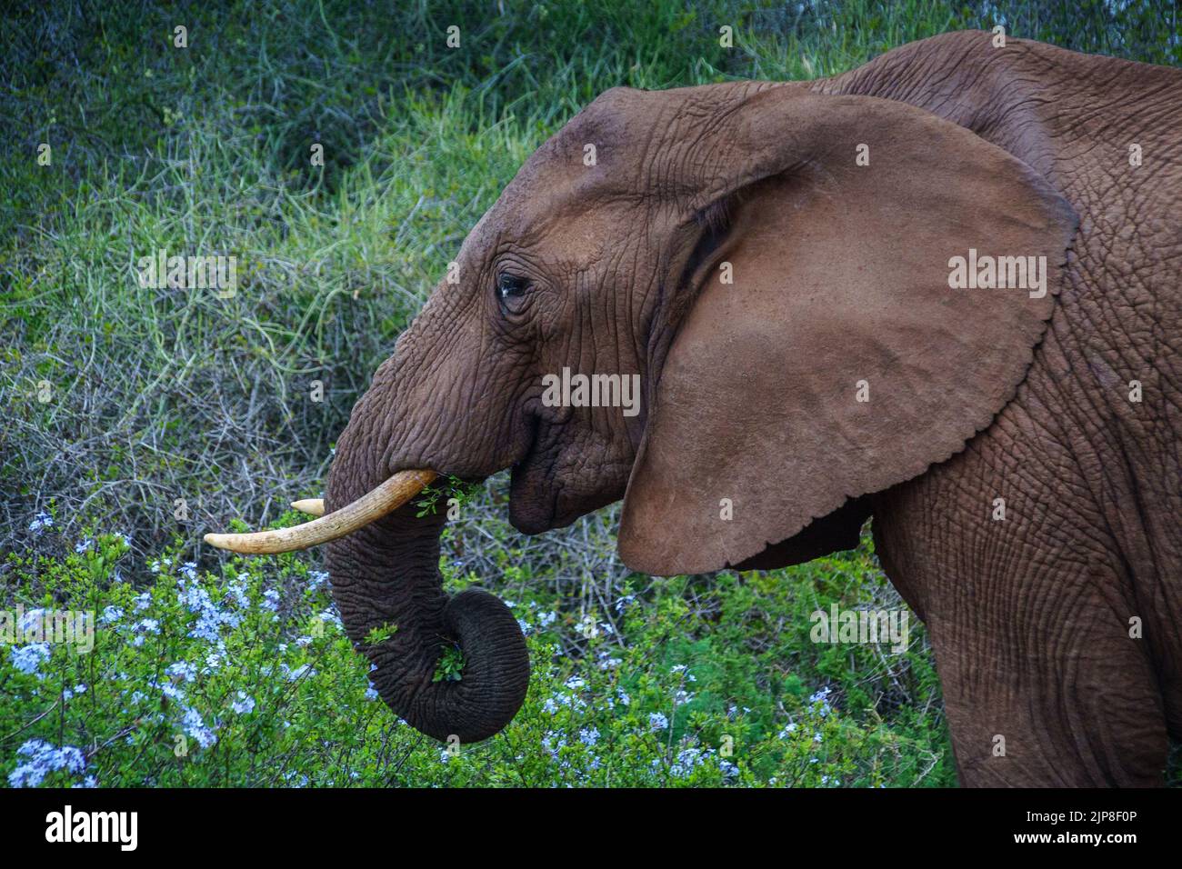 A happy elephant eating and holding grass with a trunk Stock Photo - Alamy