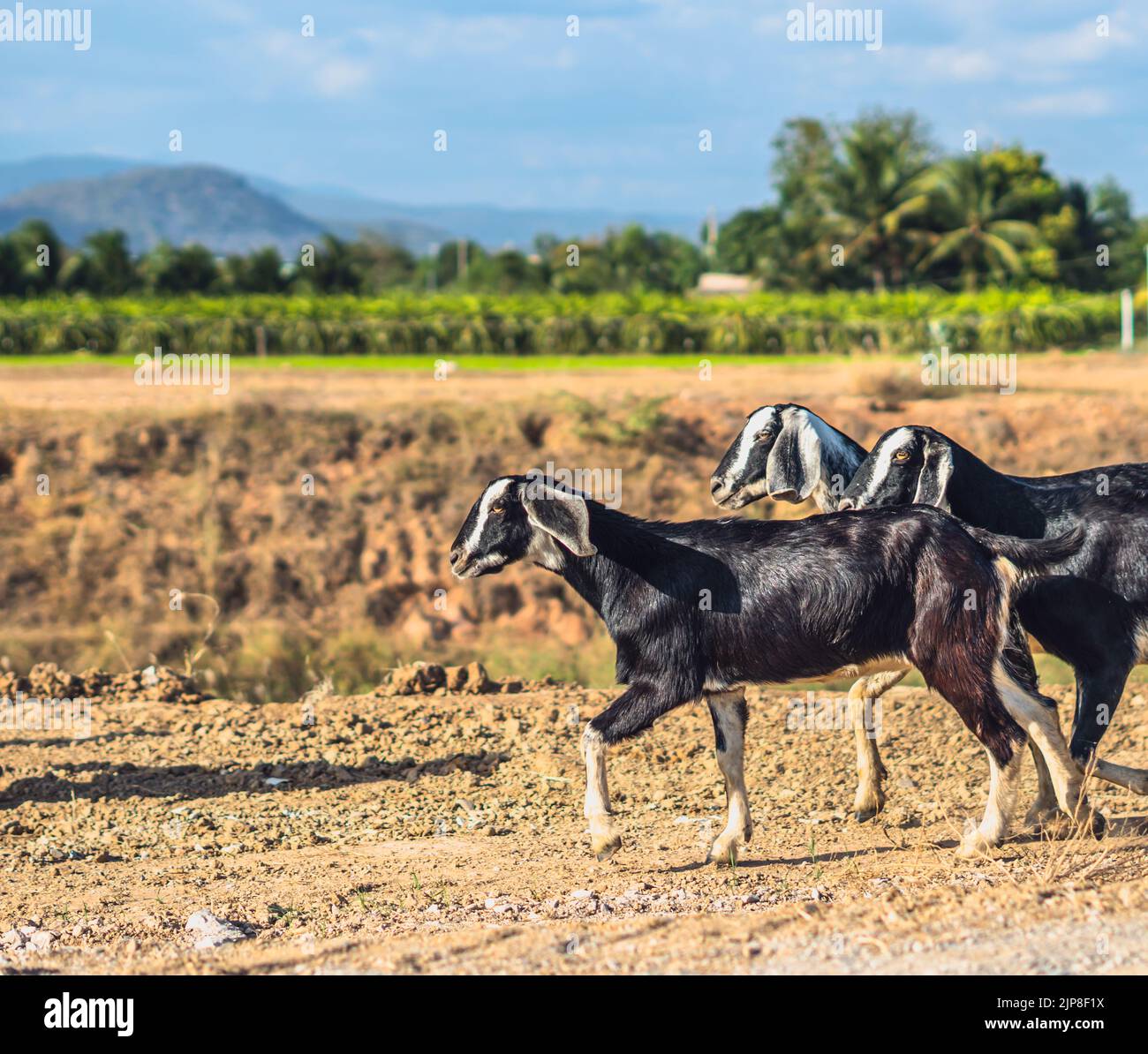 Beautiful summer landscape. Graceful black white goats glossy coats ...