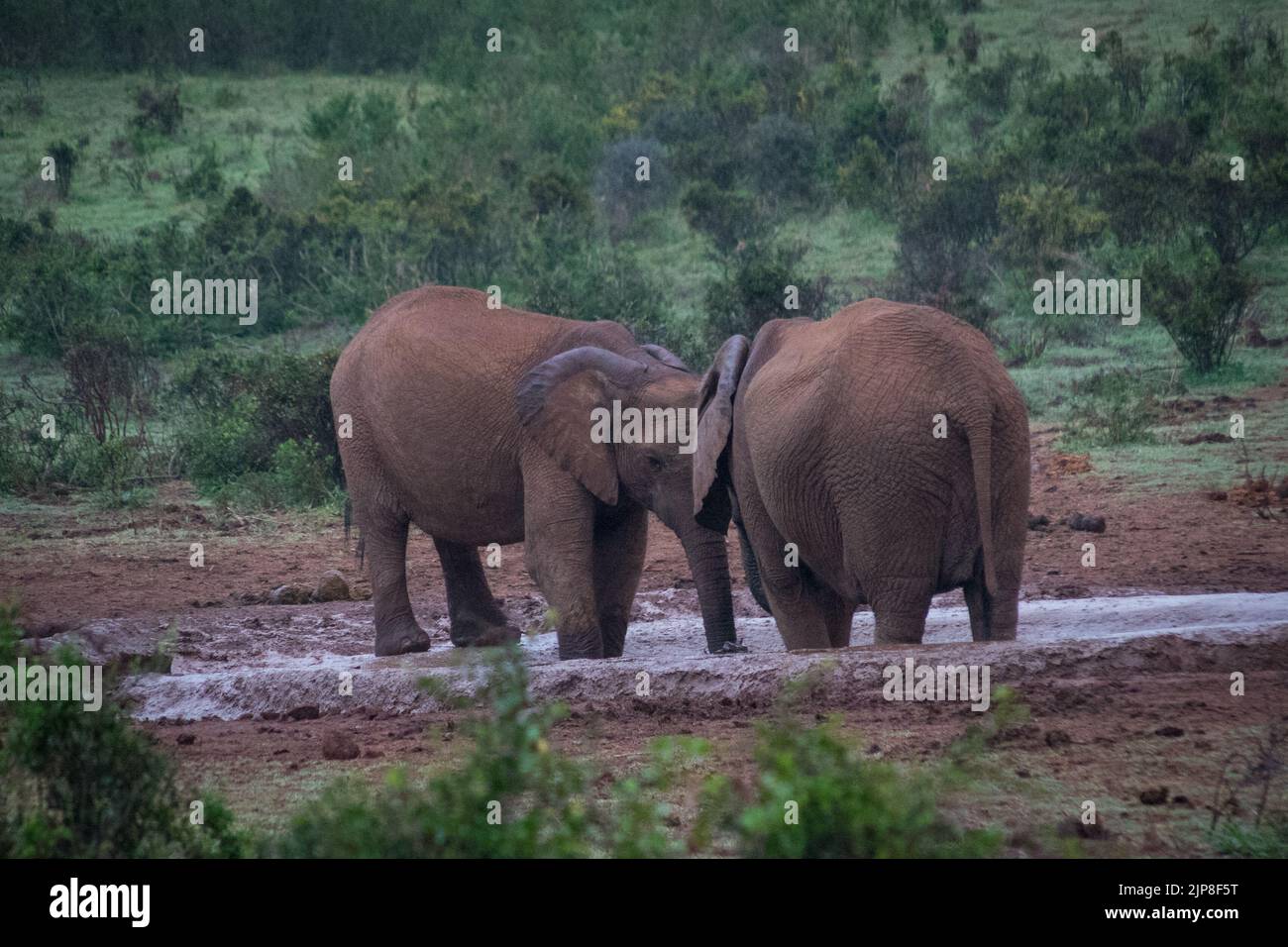 Intraspecific competition hi-res stock photography and images - Alamy