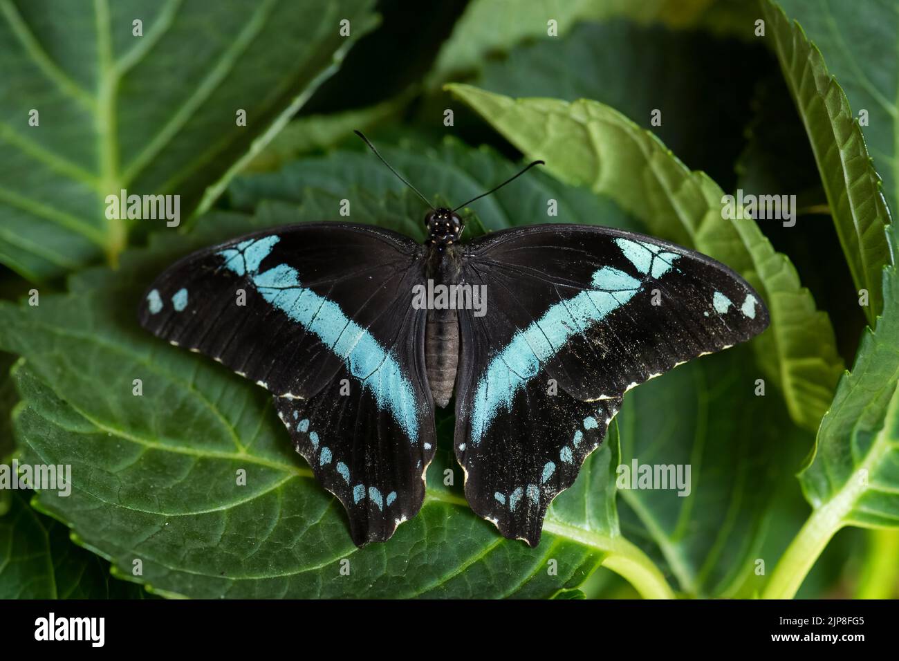 Narrowly green banded swallowtail hi-res stock photography and images ...
