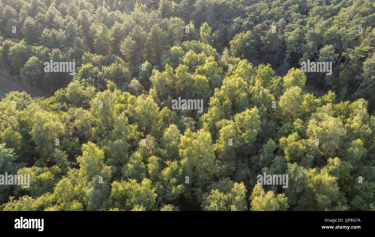 Aerial view of green summer forest with spruce and pine trees in ...
