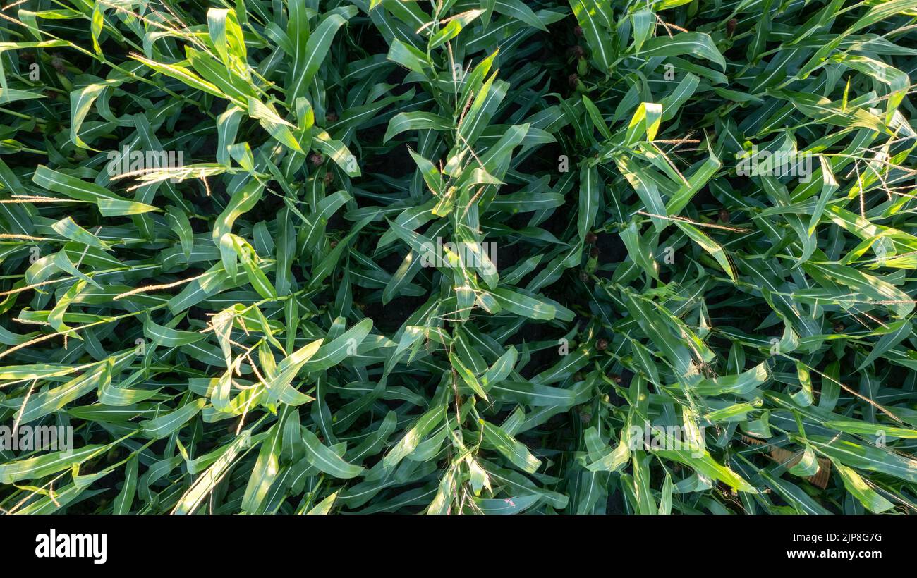 Corn field of green corn stalks and tassels, aerial drone photo above ...