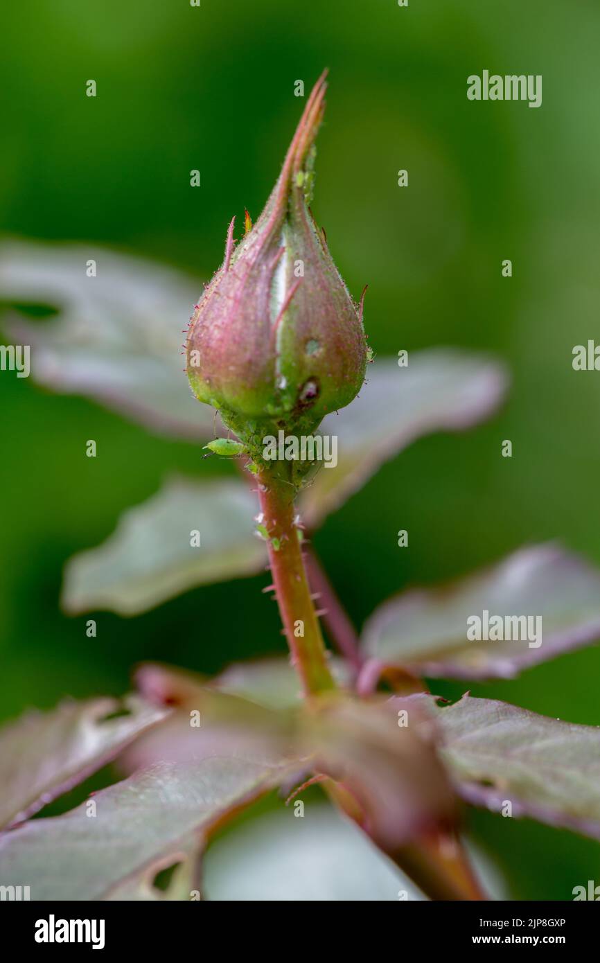 Sick rose bush hi-res stock photography and images - Alamy