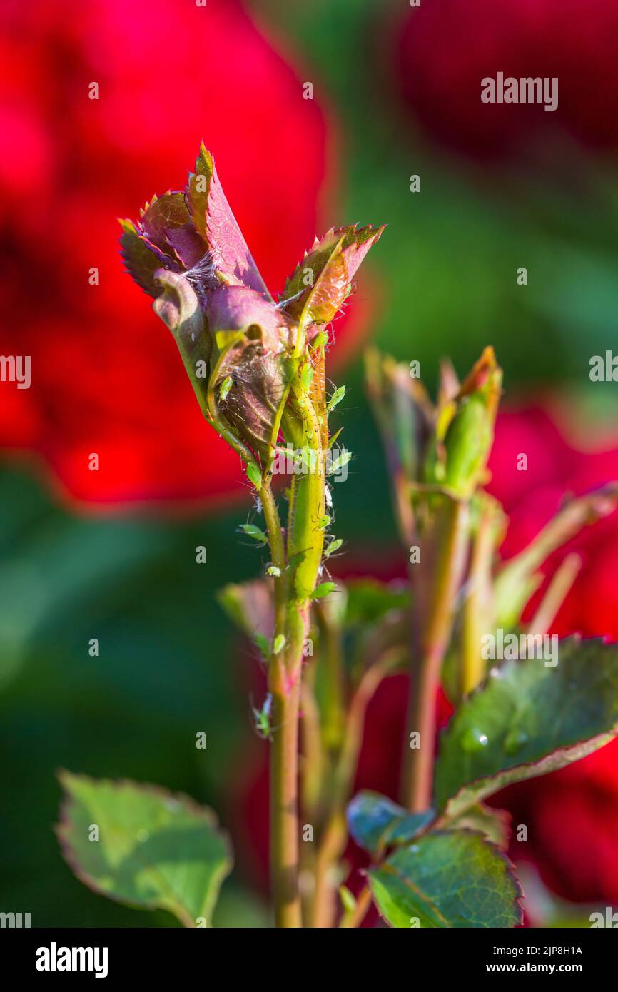 aphid on a rose, a parasite on a young shoot of a rose Stock Photo - Alamy