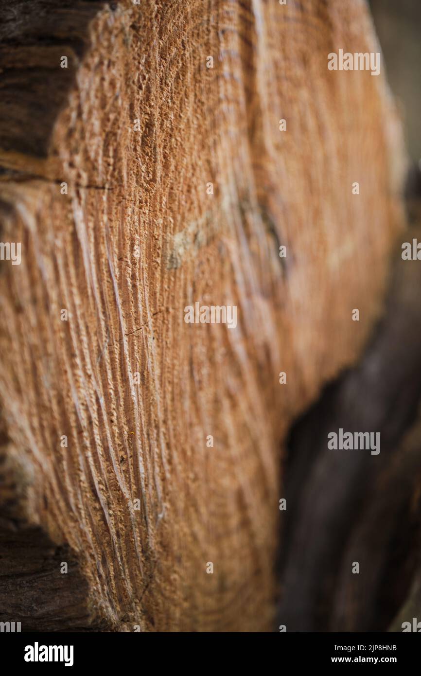 A vertical closeup of a cut tree log texture Stock Photo - Alamy