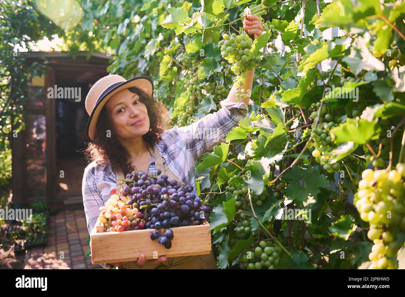 Brunette woman winemaker carrying a wooden box and picking ripe and juicy green grapes in a ...