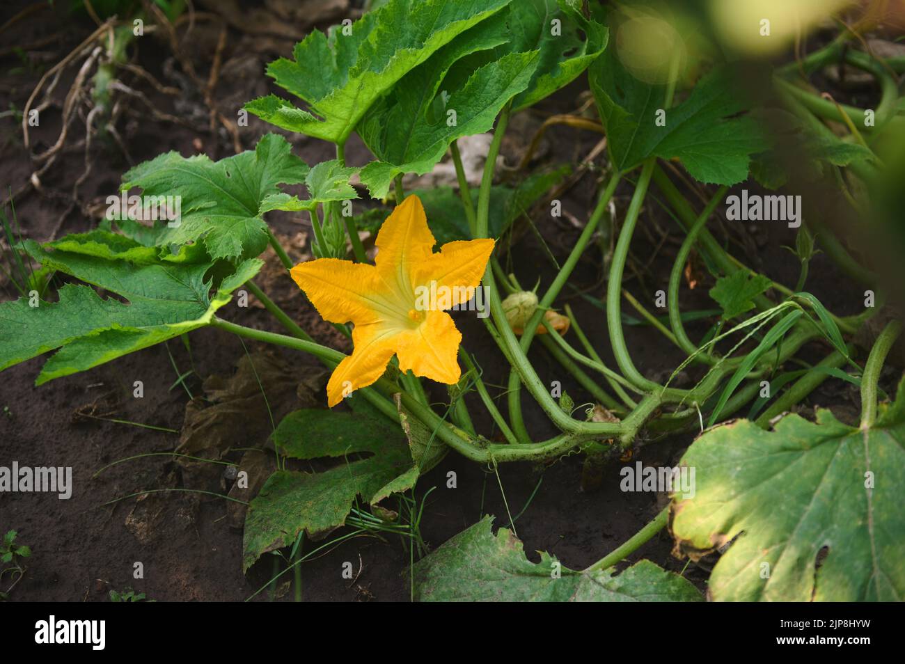 Yellow flower of flowering zucchini in agricultural field. Green ...