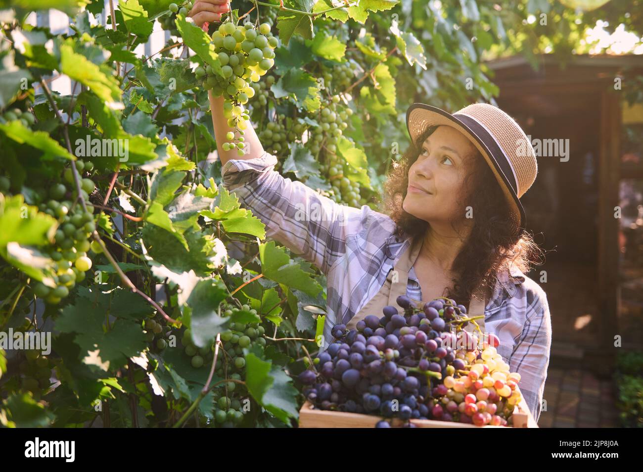 Charming multiethnic woman winemaker in checked shirt diligently takes ...