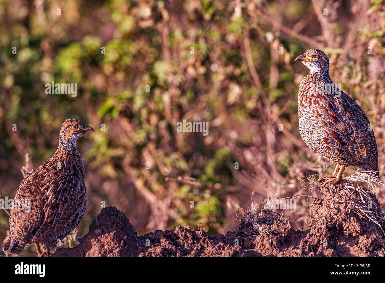 Nairobi National Park Birds Wild Wildlife animals Kenya East Africa ...
