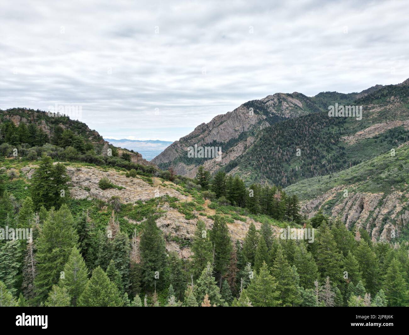 Tree trees pine spread hi-res stock photography and images - Alamy