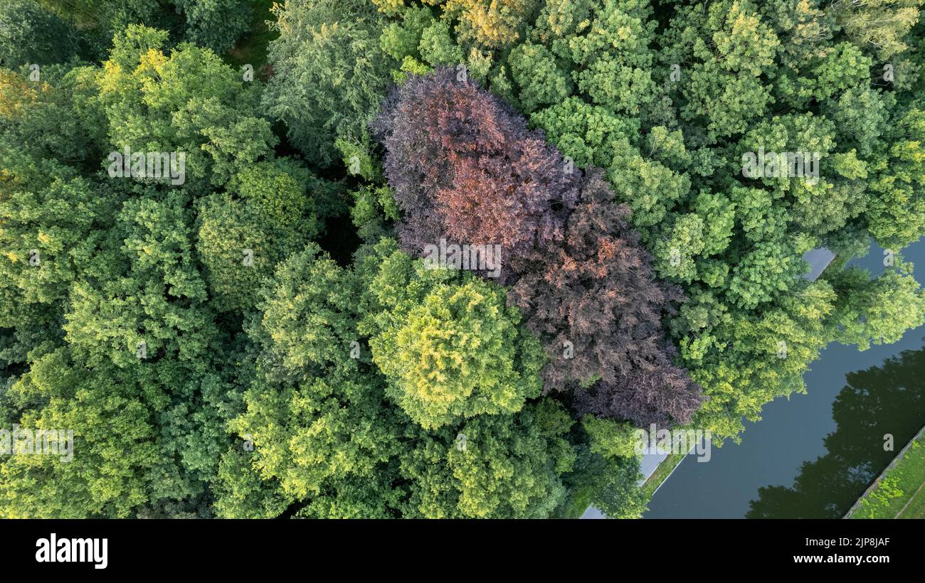 Summer in forest aerial top view. Mixed forest, green deciduous trees ...