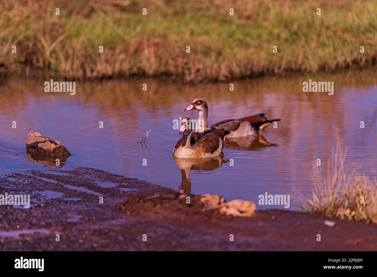Nairobi National Park The Egyptian goose is an African member of the ...