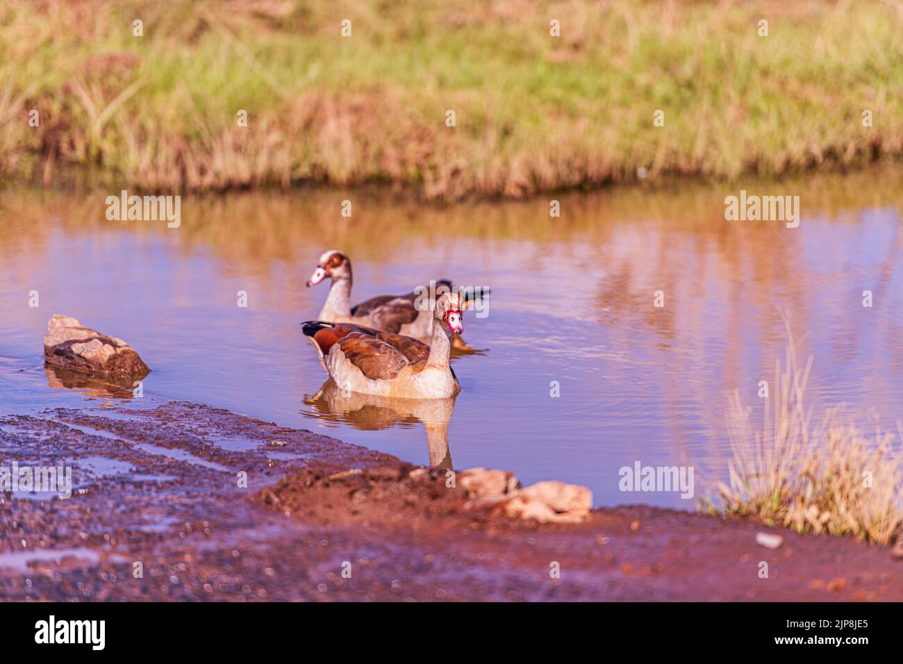Nairobi National Park The Egyptian goose is an African member of the ...