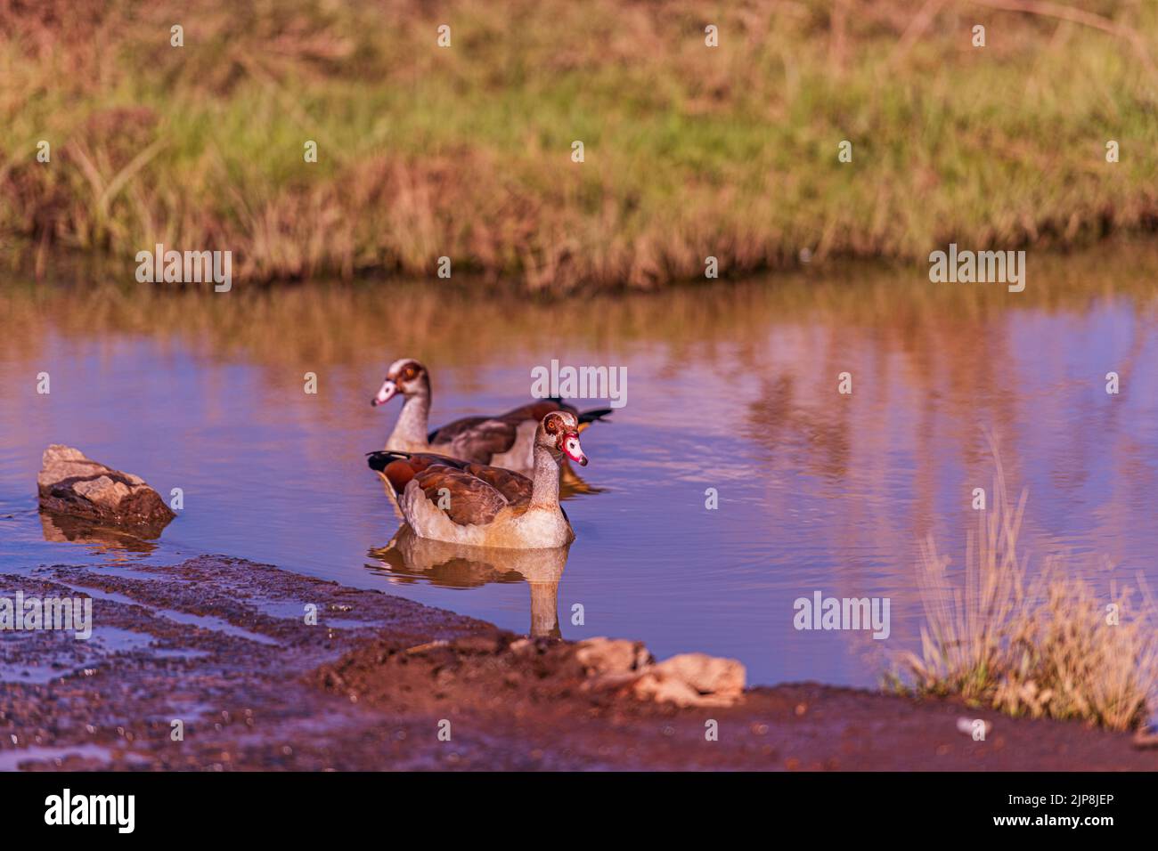 Nairobi National Park The Egyptian goose is an African member of the ...