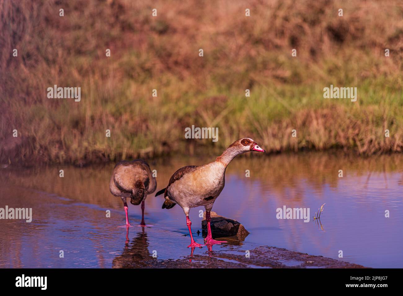Nairobi National Park The Egyptian goose is an African member of the ...