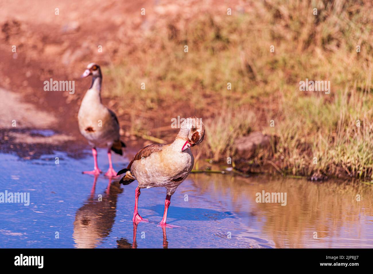 African member of duck family hi-res stock photography and images - Alamy