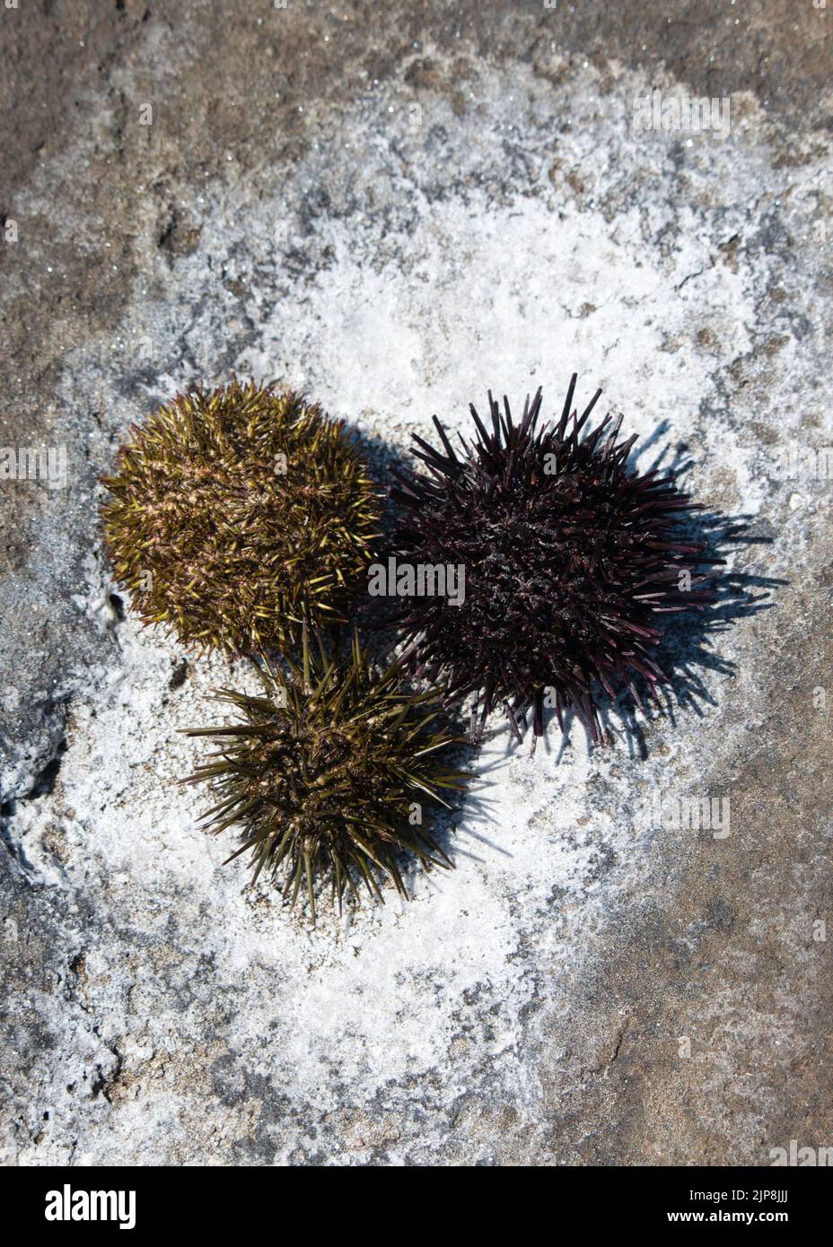 Sea urchin shells on natural sea salt Stock Photo - Alamy