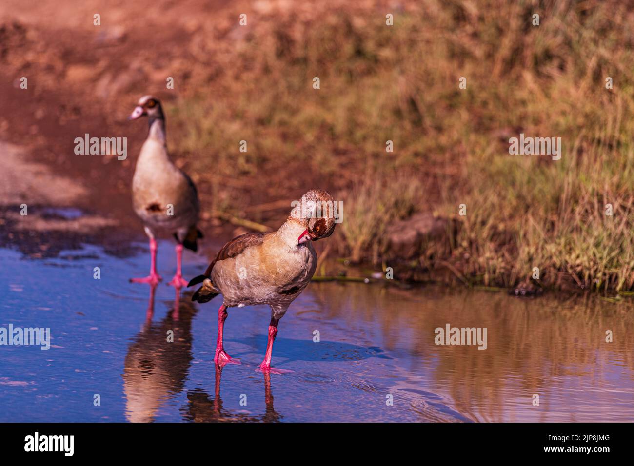 Nairobi National Park The Egyptian goose is an African member of the ...