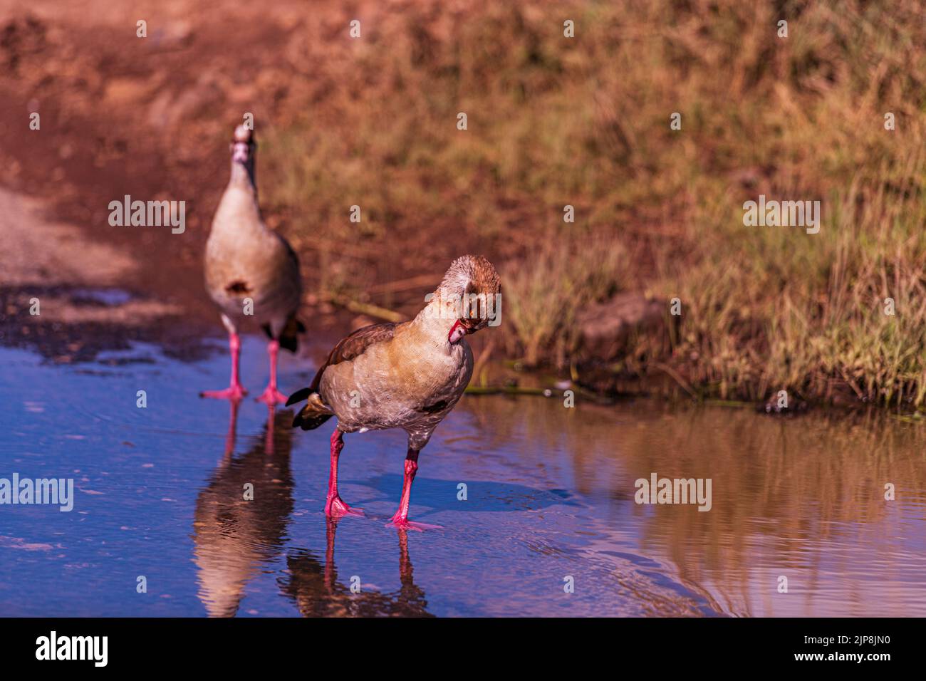 Nairobi National Park The Egyptian goose is an African member of the ...