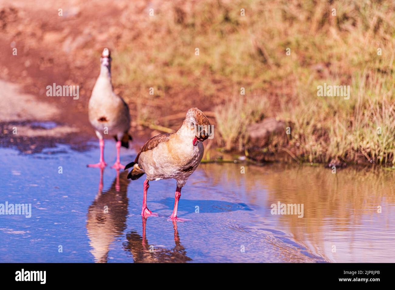 Nairobi National Park The Egyptian goose is an African member of the ...