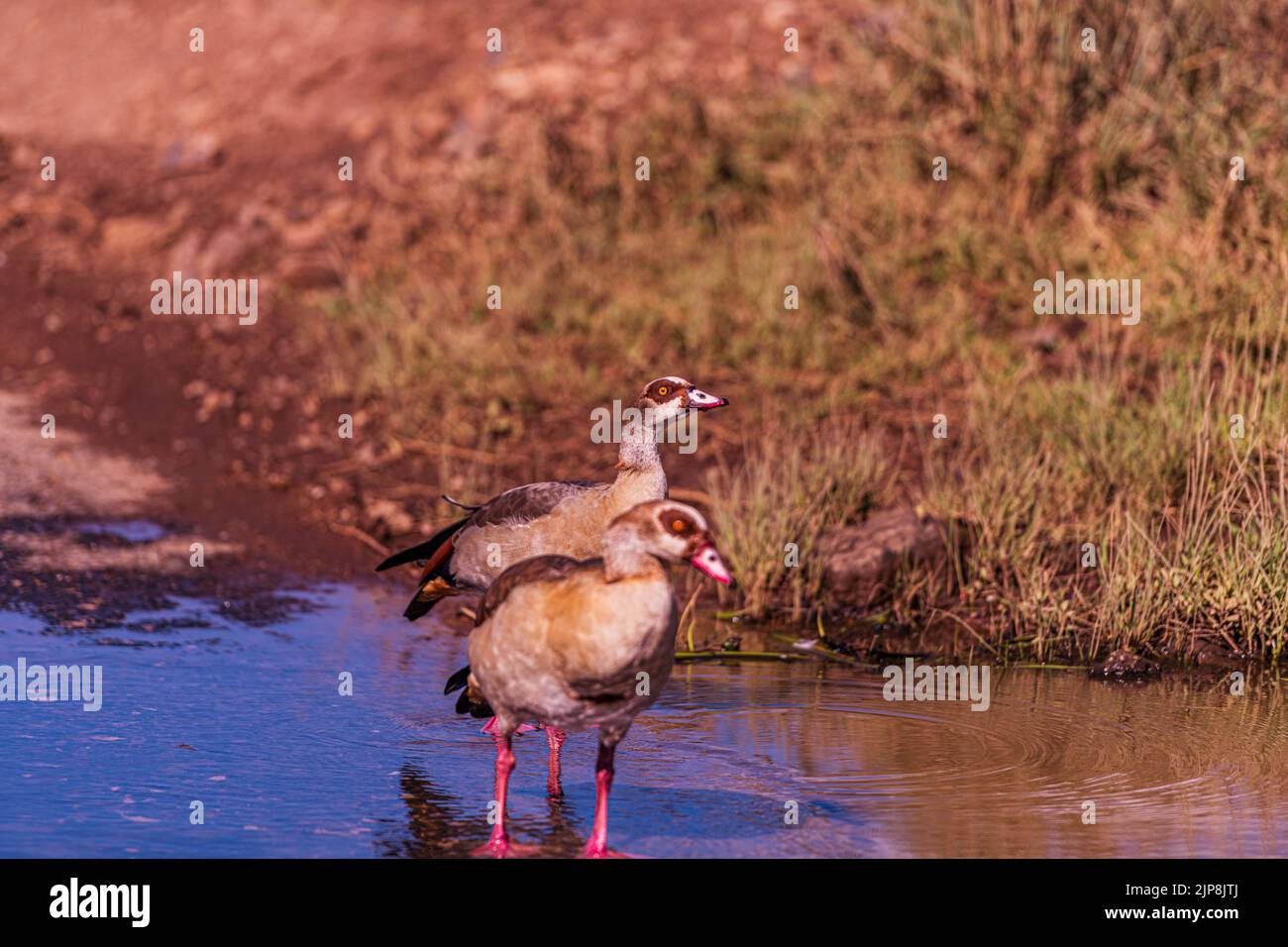 Nairobi National Park The Egyptian goose is an African member of the ...