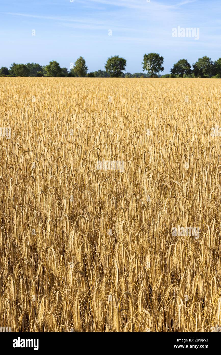 Row trees northern germany hi-res stock photography and images - Alamy